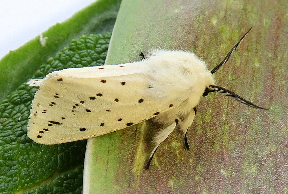 Moth Survey – Pitton Nature Trust