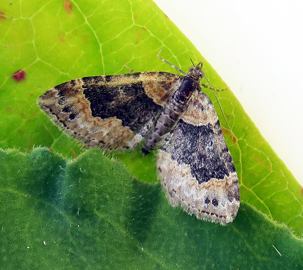 Moth Survey – Pitton Nature Trust