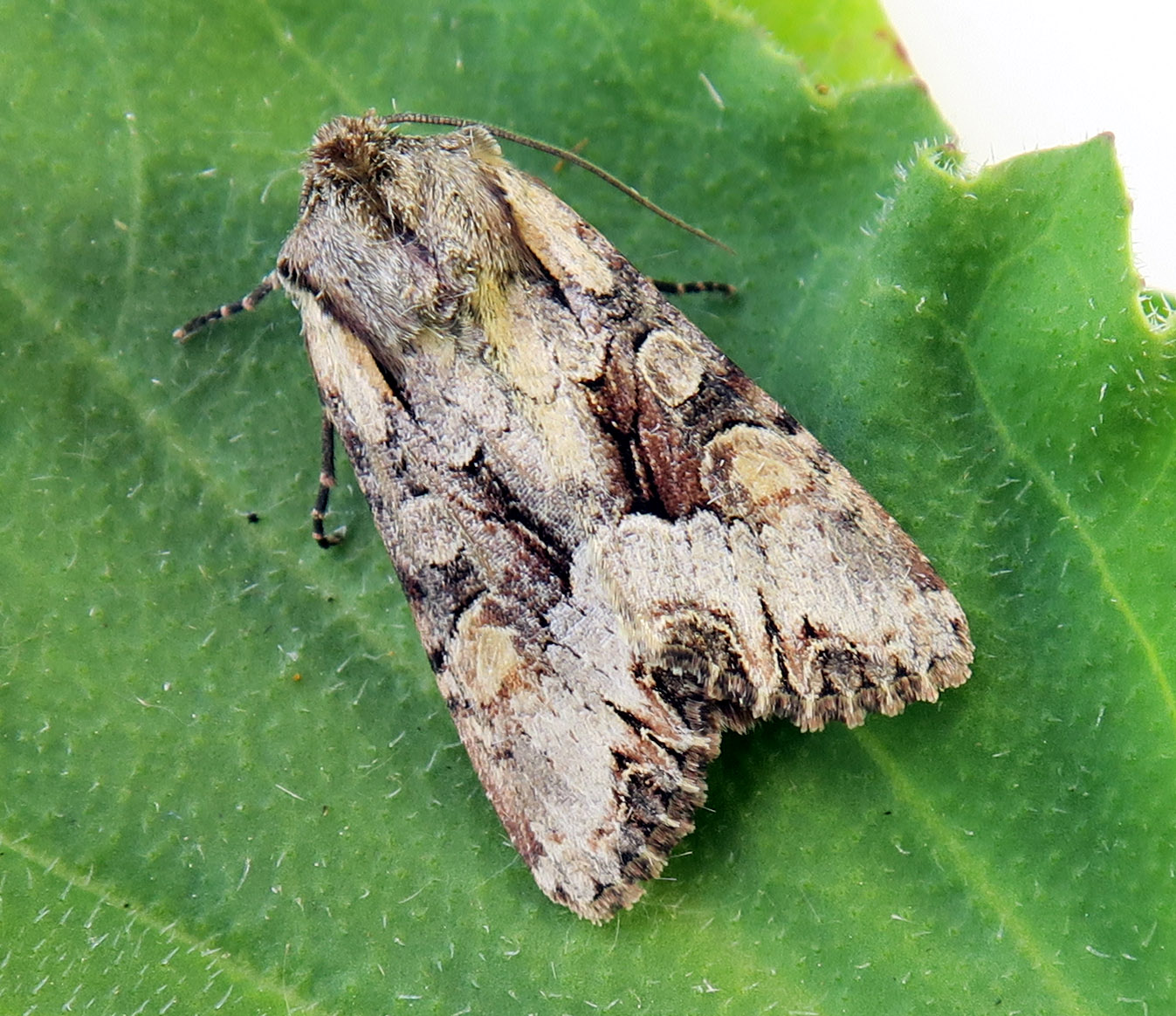 Moth Survey – Pitton Nature Trust