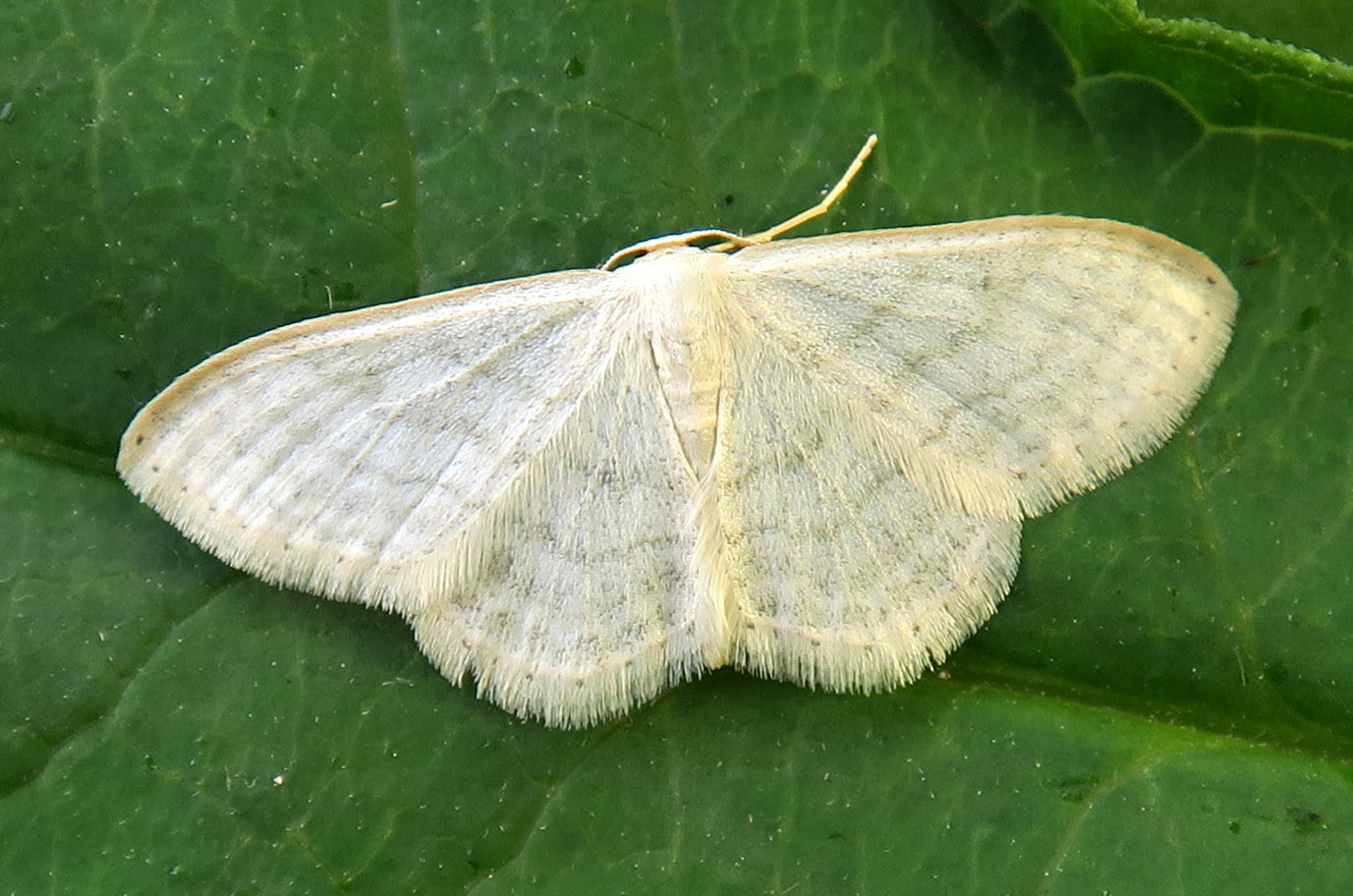 Moth Survey – Pitton Nature Trust