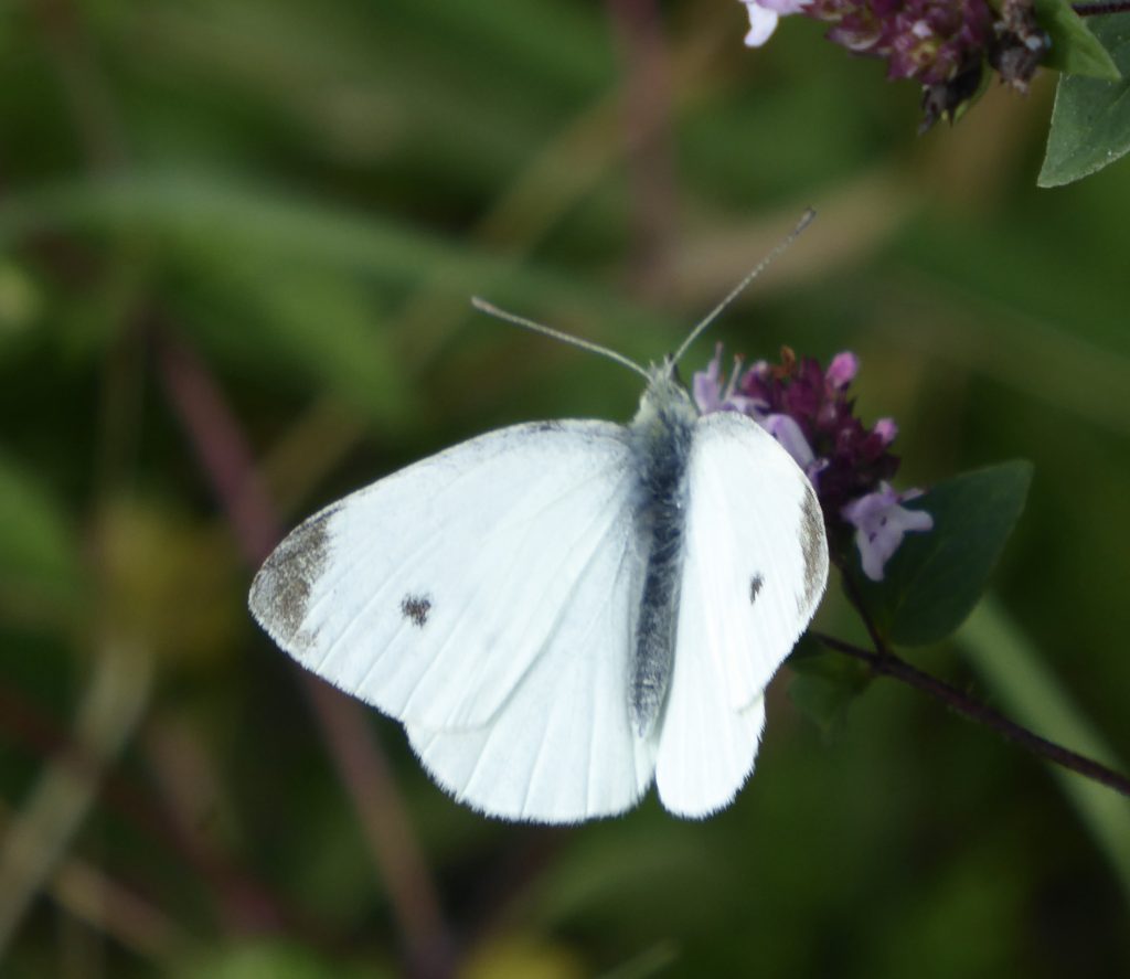Big Butterfly Count – Pitton Nature Trust